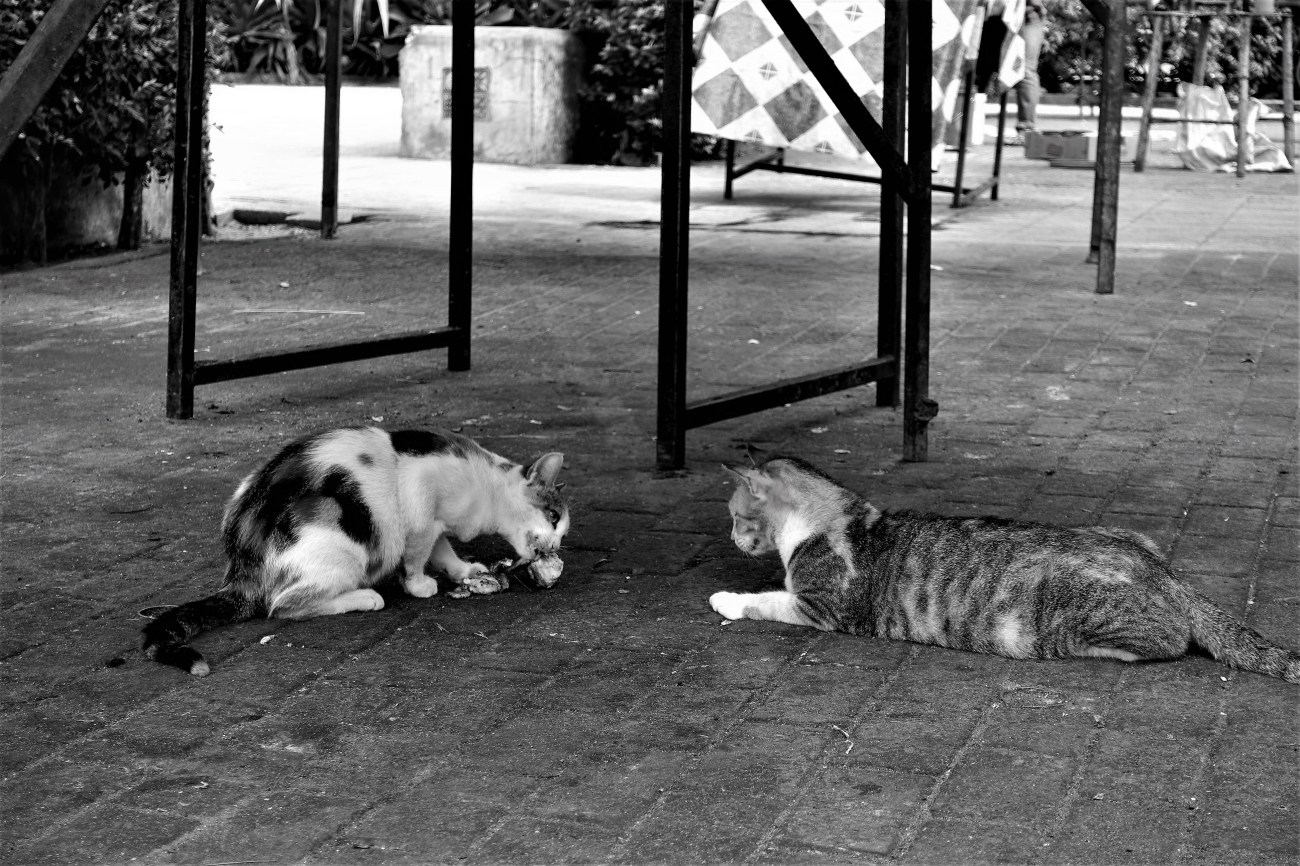 The Cats of Zanzibar | subincontinentia