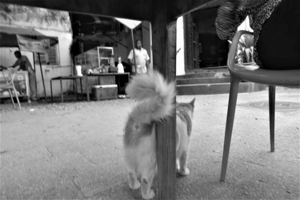 Cats of Zanzibar 2 | subincontinentia
